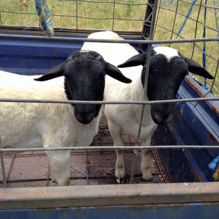 Sheep we have loved … and lost